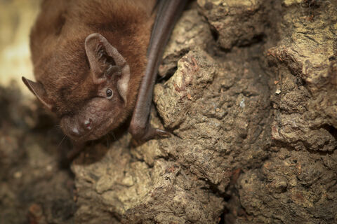 Noctule | Greater Manchester Environment Fund