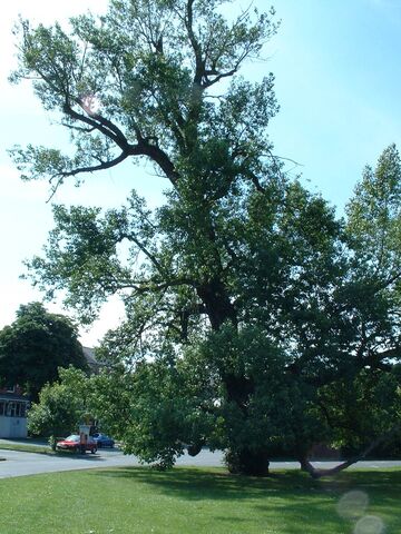 Black poplar | Greater Manchester Environment Fund