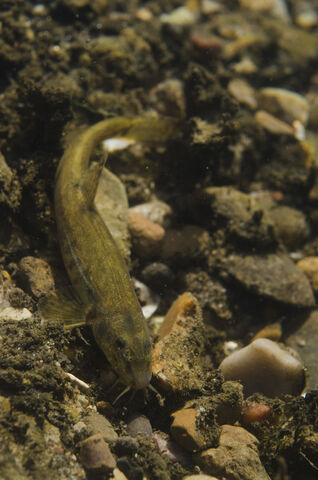 Stone loach | Greater Manchester Environment Trust