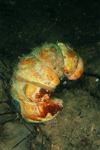 Slipper limpet | Greater Manchester Environment Trust