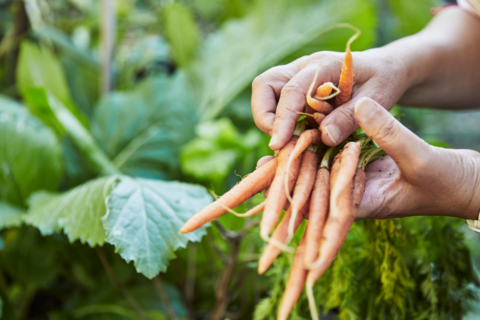 St Gabriel’s Community Garden | Greater Manchester Environment Trust