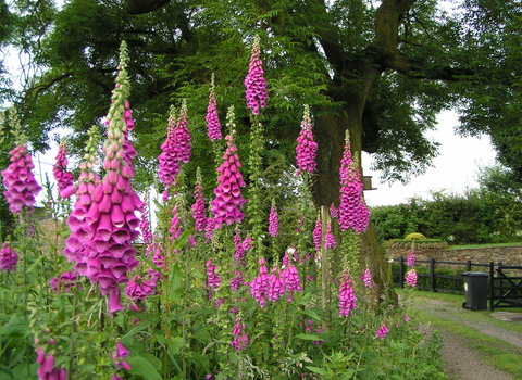 Foxglove | Greater Manchester Environment Trust