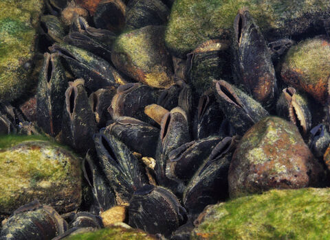 Freshwater pearl mussel | Greater Manchester Environment Trust